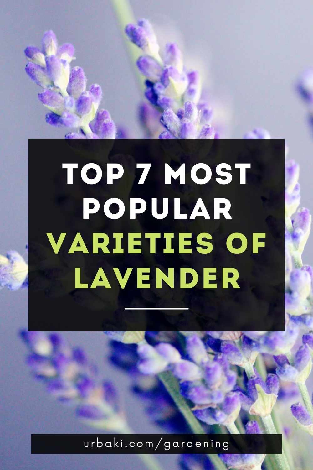 Top 7 Most Popular Varieties of Lavender
