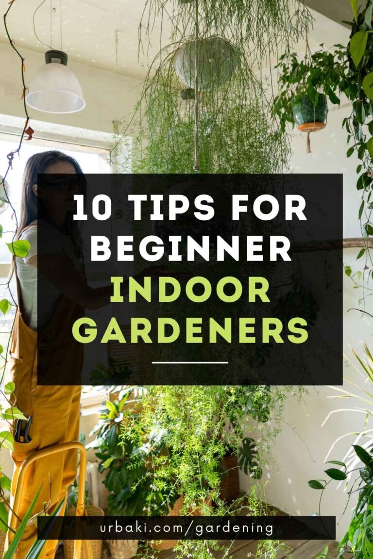10 Tips For Beginner Indoor Gardeners
