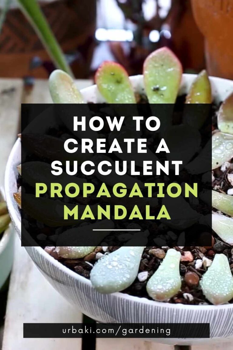 How to Create a Succulent Propagation Mandala