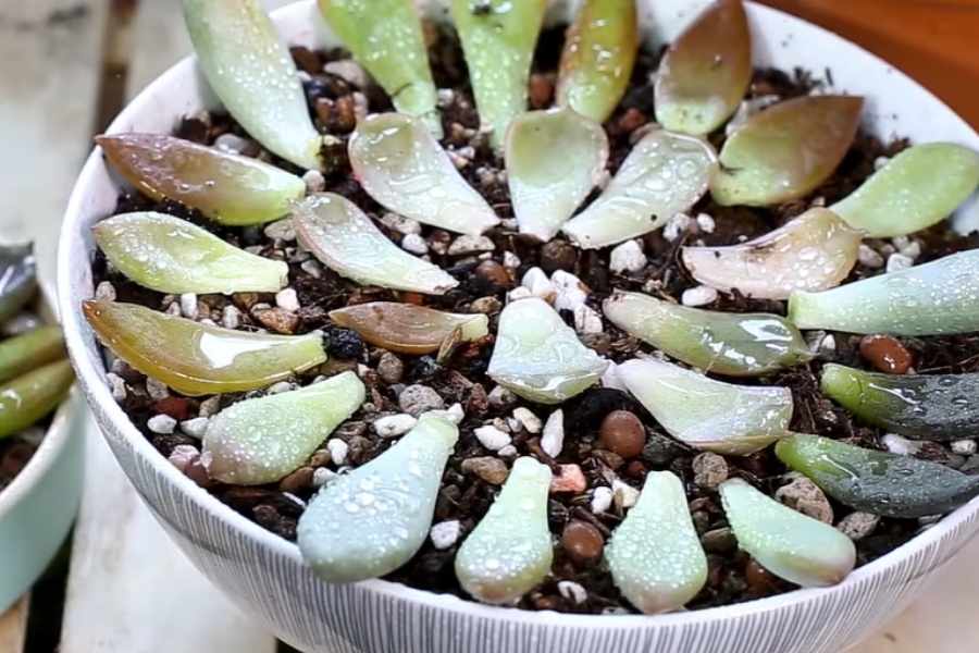 How to Create a Succulent Propagation Mandala
