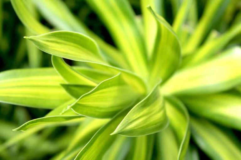 Top 20 Low Light House Plants For Dark Rooms top-20-low-light-house-plants-for-dark-rooms