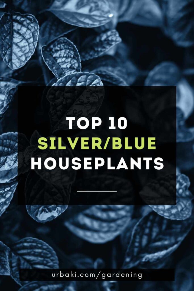 Top 10 Silver/Blue Houseplants