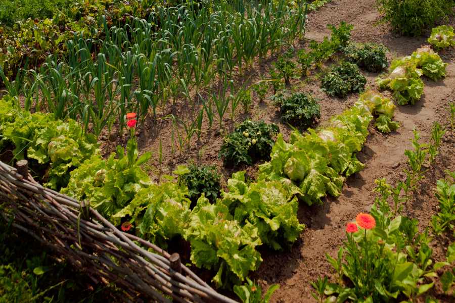 Create a Sustainable Oasis: 10 Permaculture Projects for Your Backyard