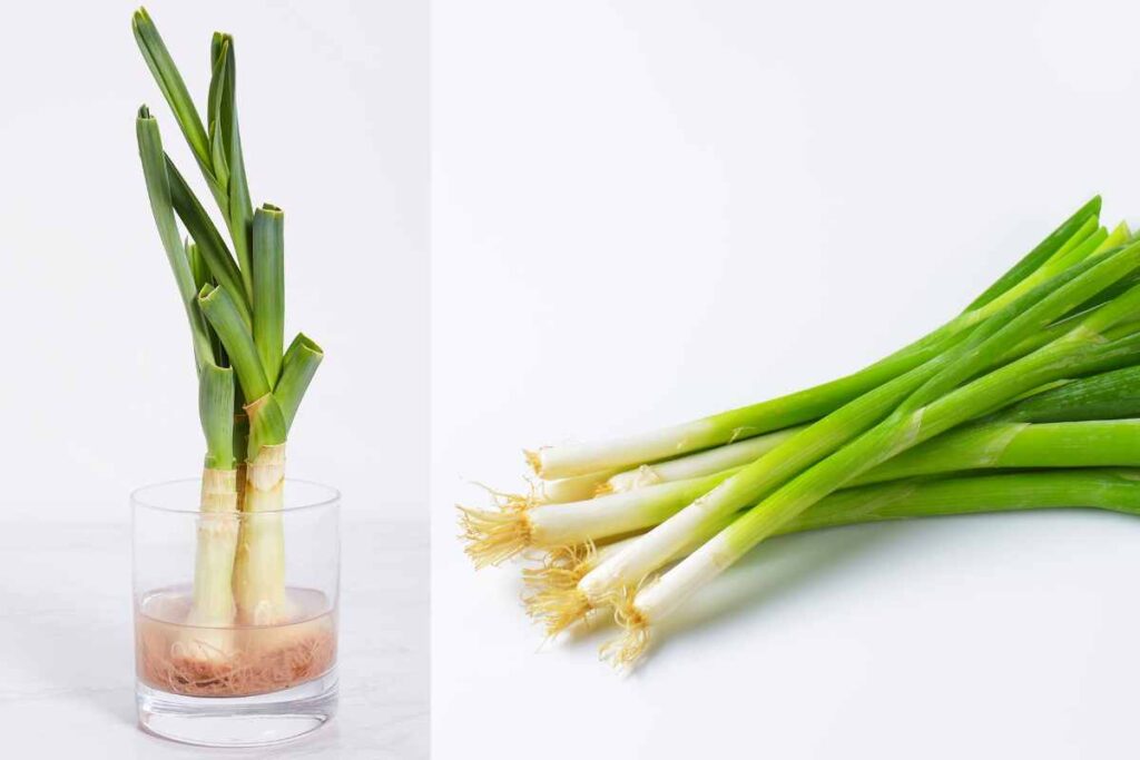 Turn ONE Leek Into TWO Leeks with This Hack