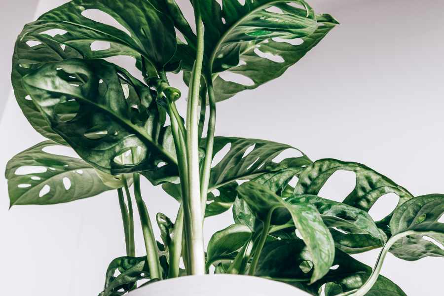 Node-ivating Your Monstera: A Guide to Promoting Growth