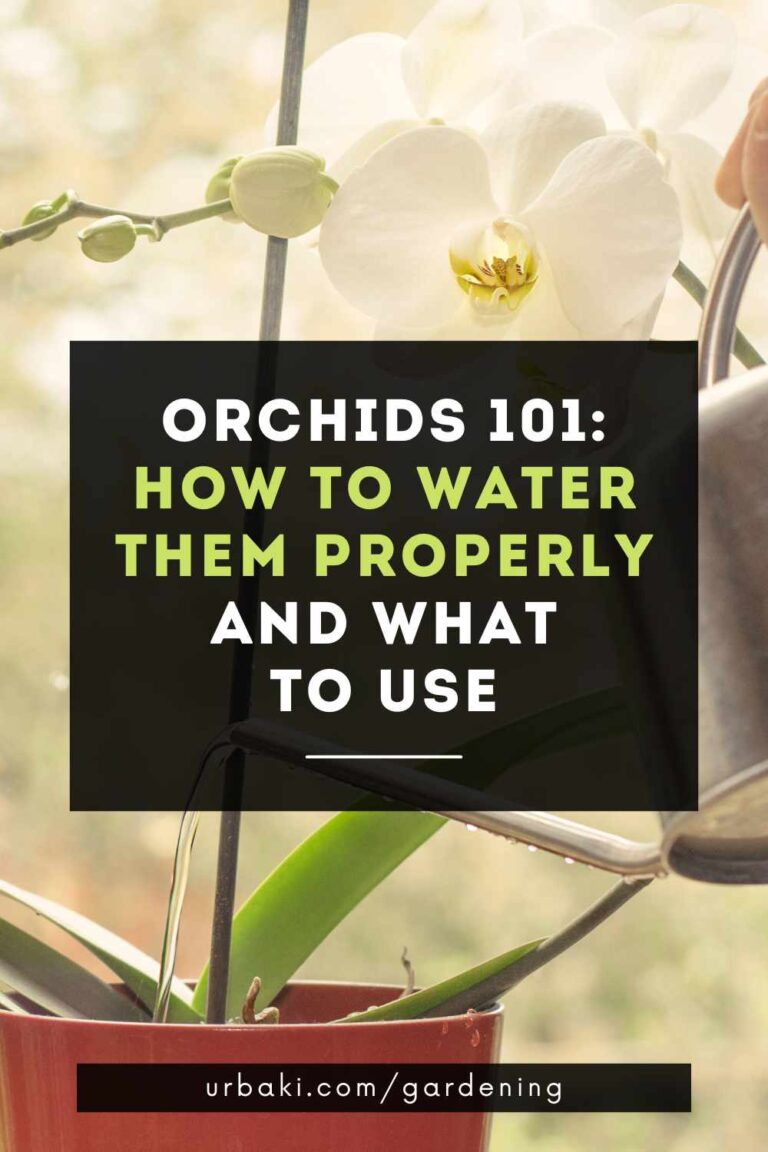 Orchids 101: How to Water Them Properly and What to Use