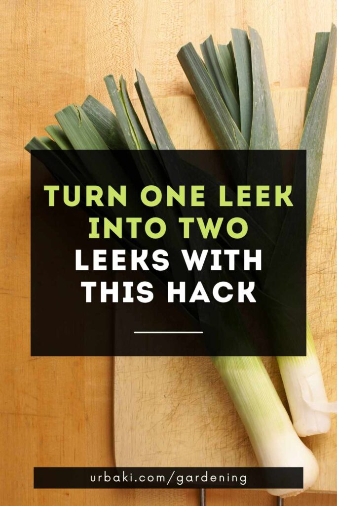 Turn ONE Leek Into TWO Leeks with This Hack