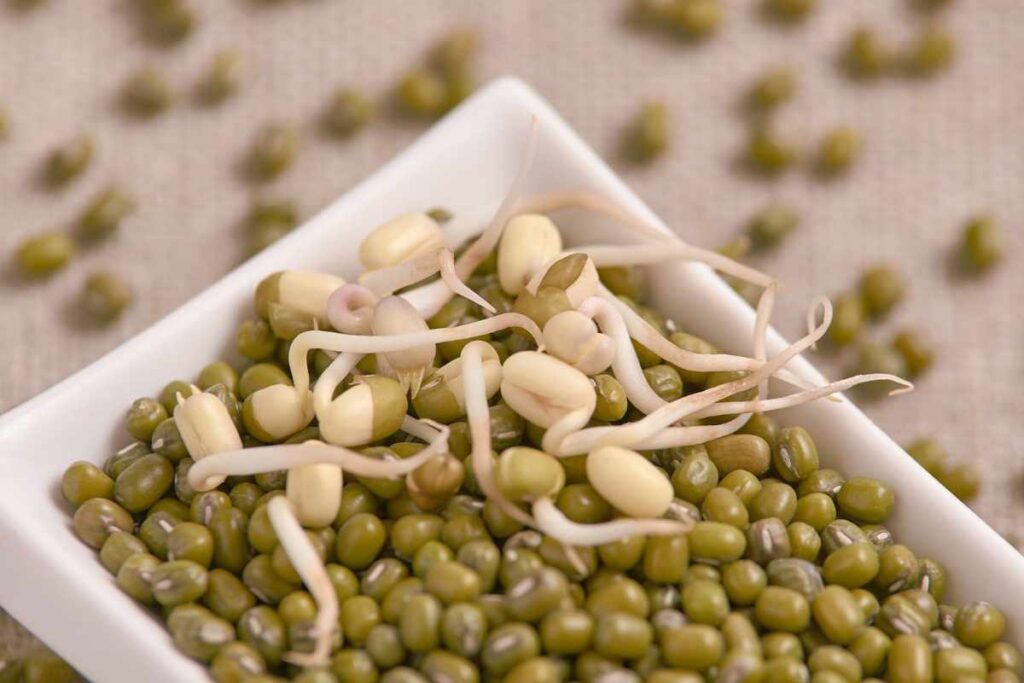 Sprouting Made Easy - Growing Store Bought Beans
