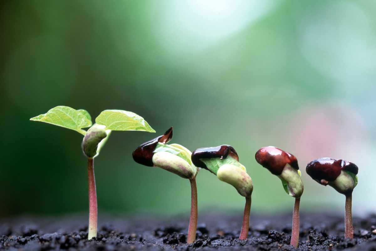 Sprouting Made Easy - Growing Store Bought Beans