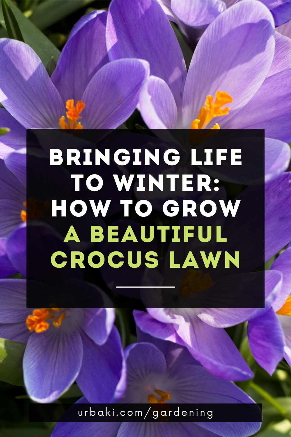 Bringing Life to Winter - How to Grow a Beautiful Crocus Lawn