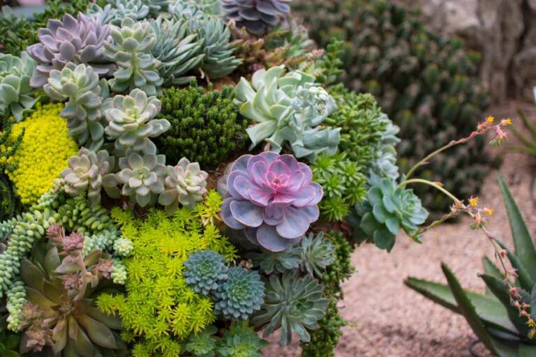 Succulent Garden Delight - How to Create Your Own Stunning Oasis