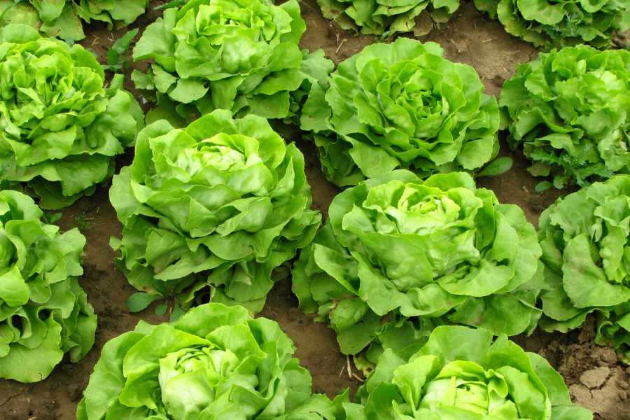 The Secrets to Growing Perfect Lettuce Every Time