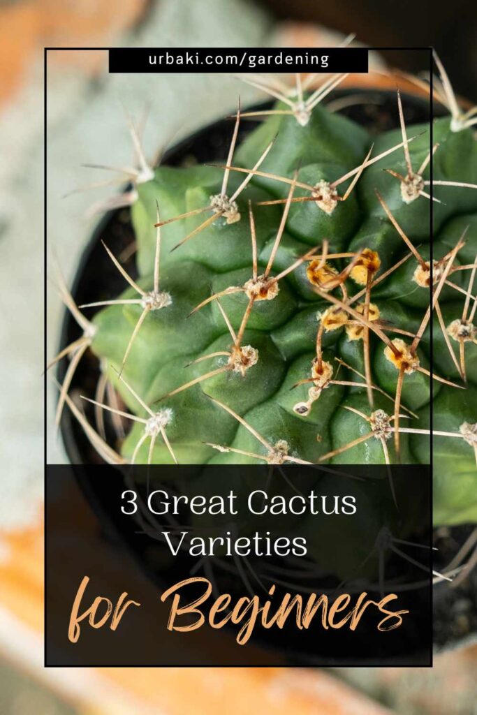 3 Great Cactus Varieties for Beginners
