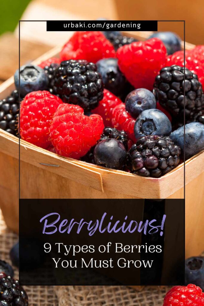 Berrylicious! 9 Types of Berries You Must Grow