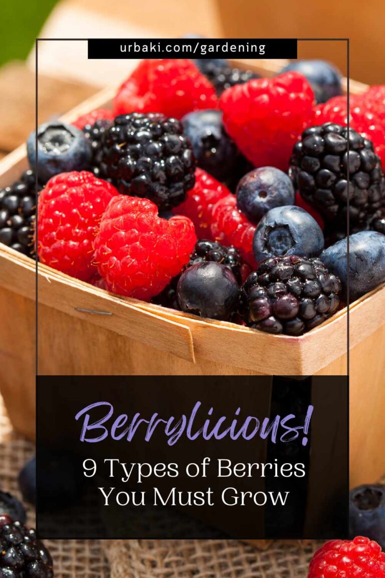 Berrylicious! 9 Types of Berries You Must Grow