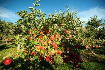 Bite into Freshness - How to Start a Backyard Fruit Tree Orchard