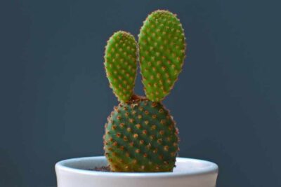 3 Great Cactus Varieties for Beginners