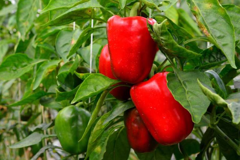 Get Your Best Pepper Harvest Yet With These Secrets