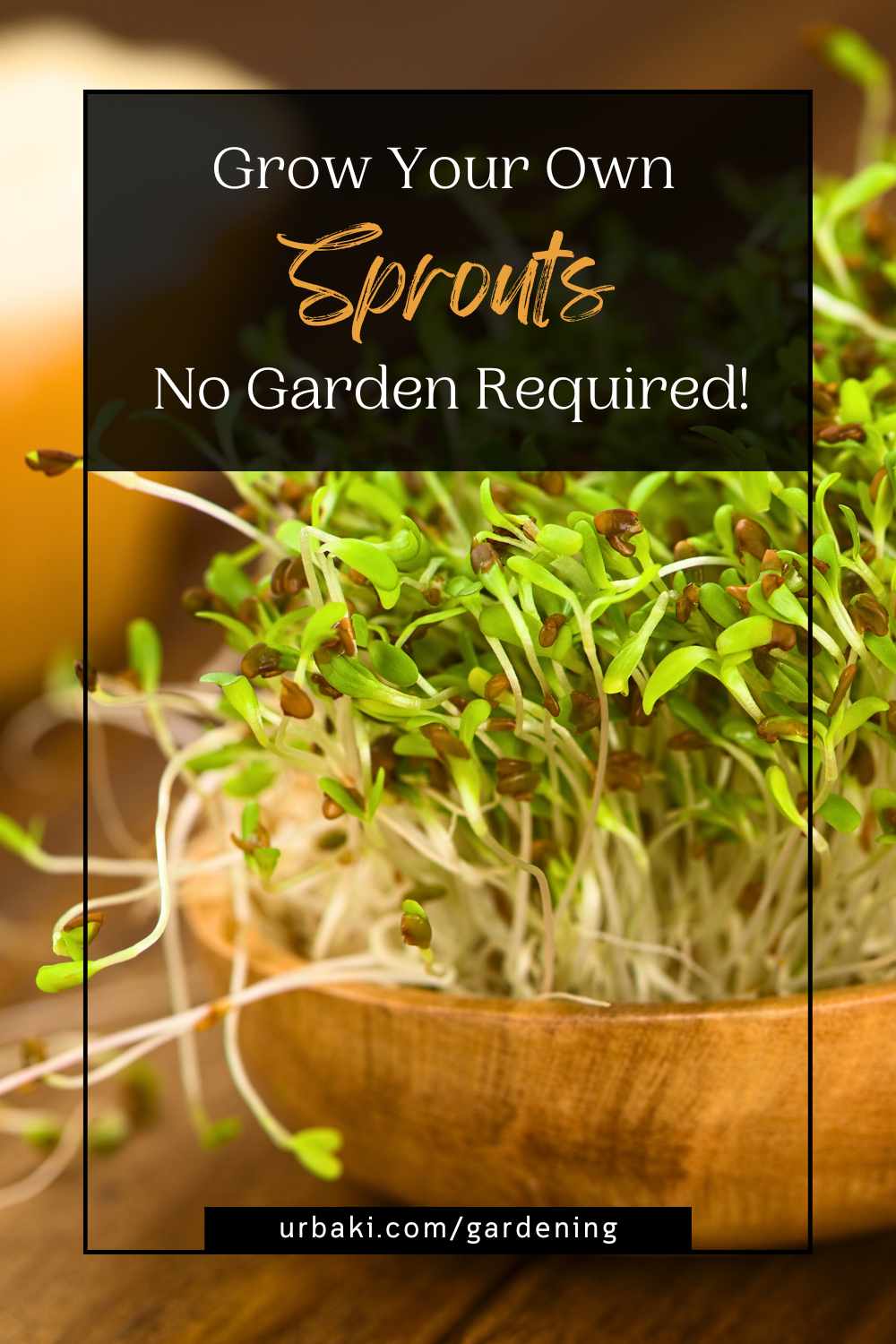 Grow Your Own Sprouts, No Garden Required!