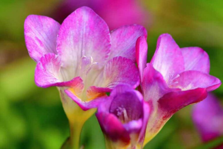 Summer Garden Bliss - Your Ultimate Guide to Growing Freesias!