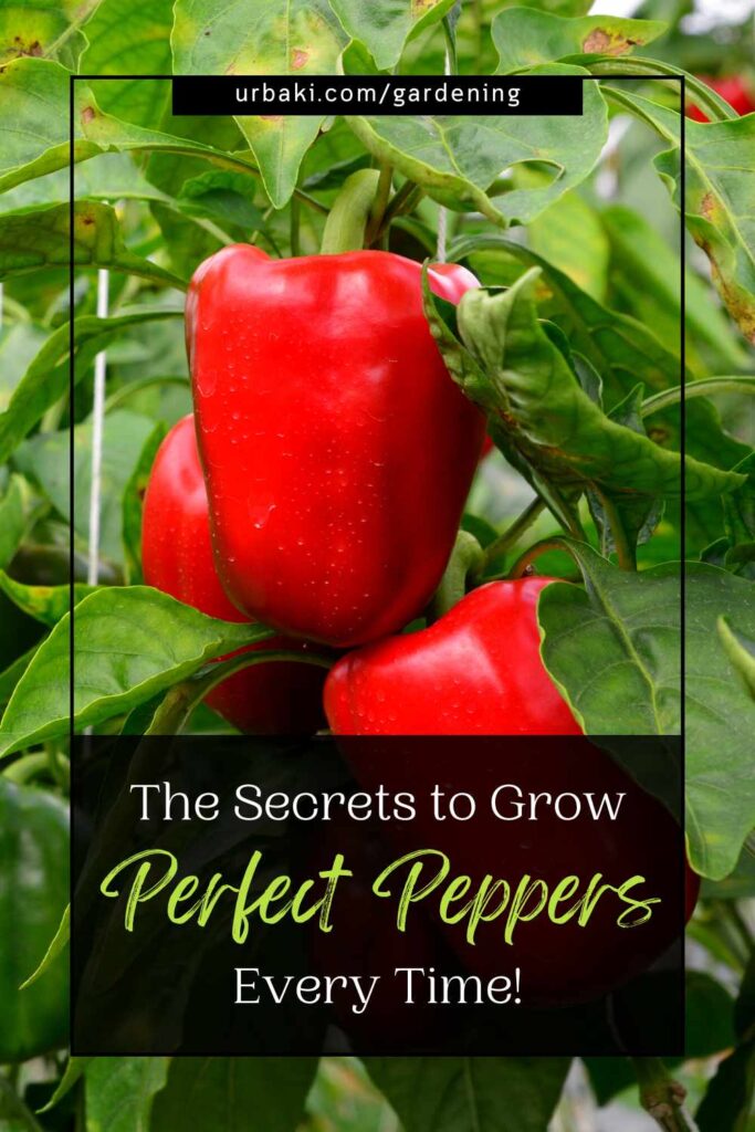 Get Your Best Pepper Harvest Yet With These Secrets