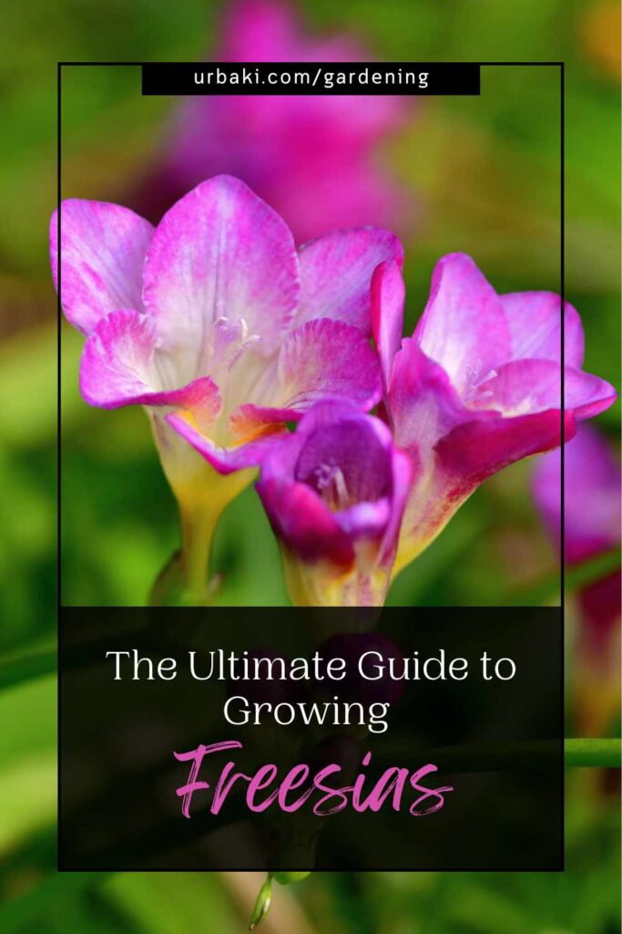 Summer Garden Bliss - Your Ultimate Guide to Growing Freesias!