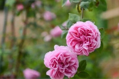 Choosing the Right Climbing Rose for Your Garden