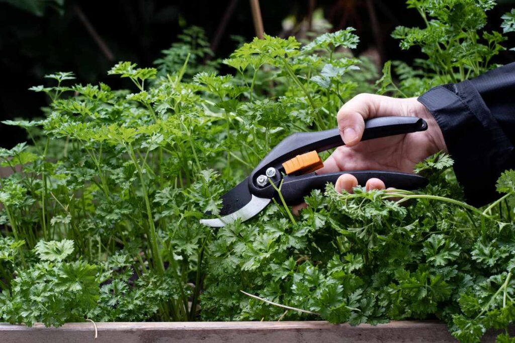 A Guide to Pruning Parsley for Optimal Growth