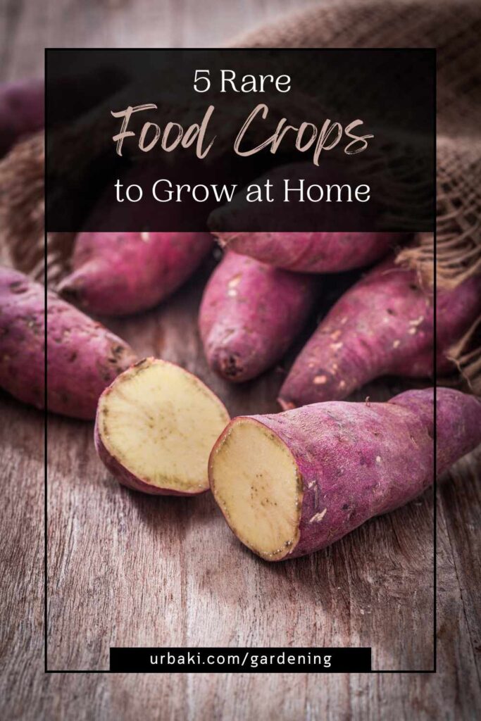 5 Rare Food Crops to Grow at Home