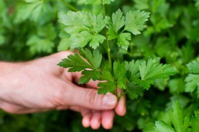 A Guide to Pruning Parsley for Optimal Growth