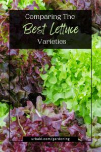 Comparing The Best Lettuce Varieties