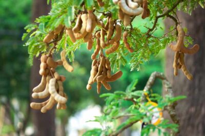 How to Grow Your Own Tamarind Tree Step-by-Step