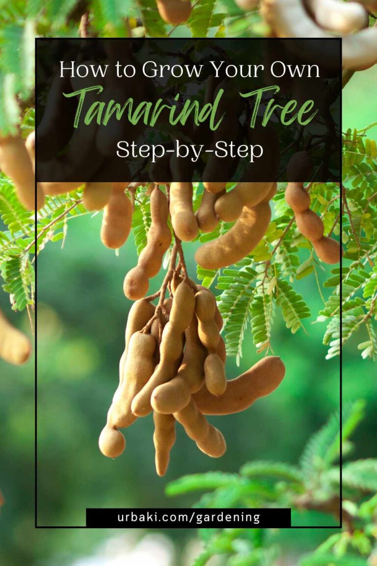 How to Grow Your Own Tamarind Tree Step-by-Step
