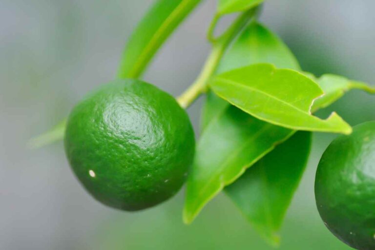 How to Grow Orange Trees from Seed