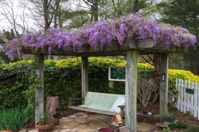Wisteria Wonder - How to Train Your Plant to Climb Your Pergola