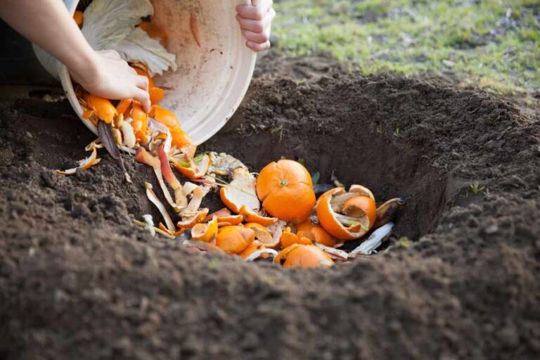 5 Composting Myths You Should Stop Believing