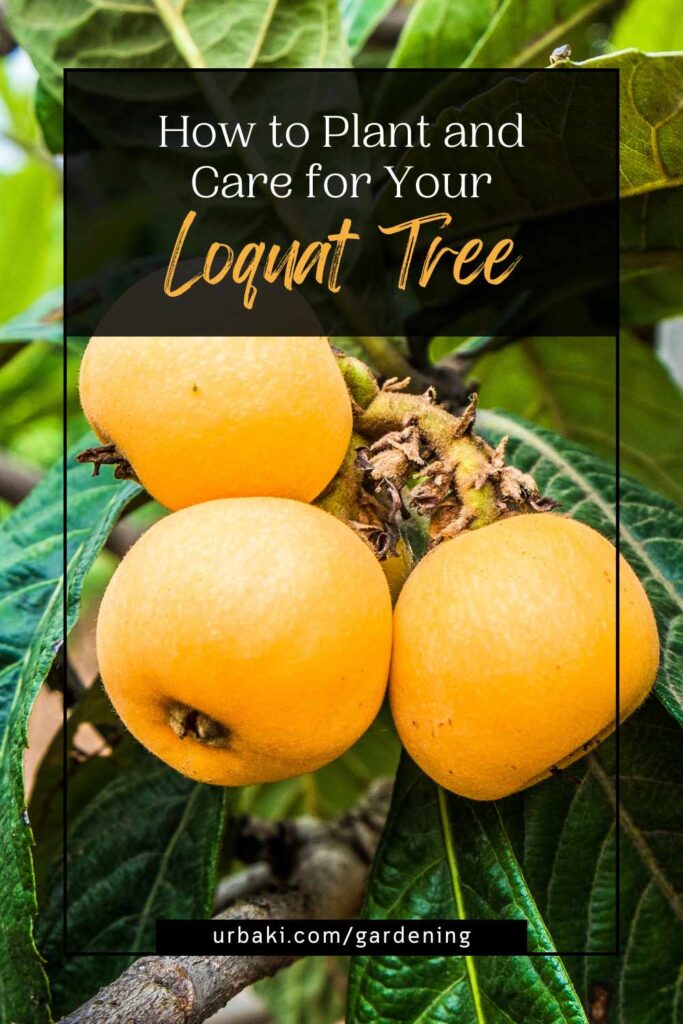 How to Plant and Care for Your Loquat Tree