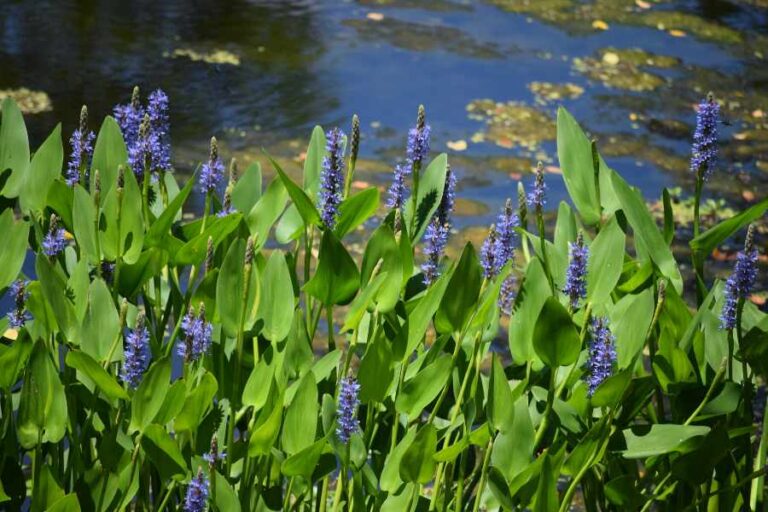 5 Essential Plants for Your Wildlife Pond