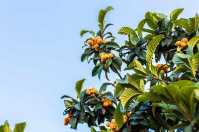 How to Plant and Care for Your Loquat Tree