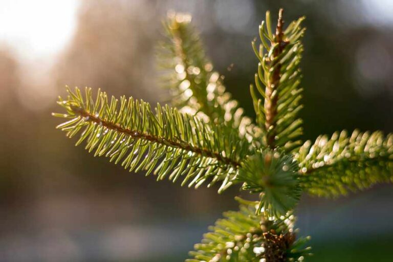Growing Pine Trees from Cuttings Made Easy