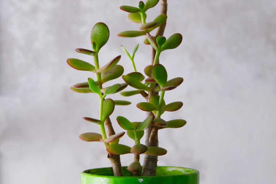 Tips for Cultivating a Beautiful Jade Tree