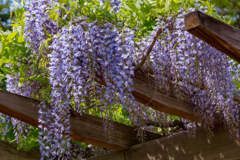 Wisteria Wonder - How to Train Your Plant to Climb Your Pergola