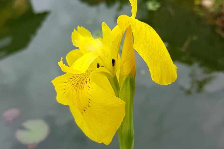 5 Essential Plants for Your Wildlife Pond