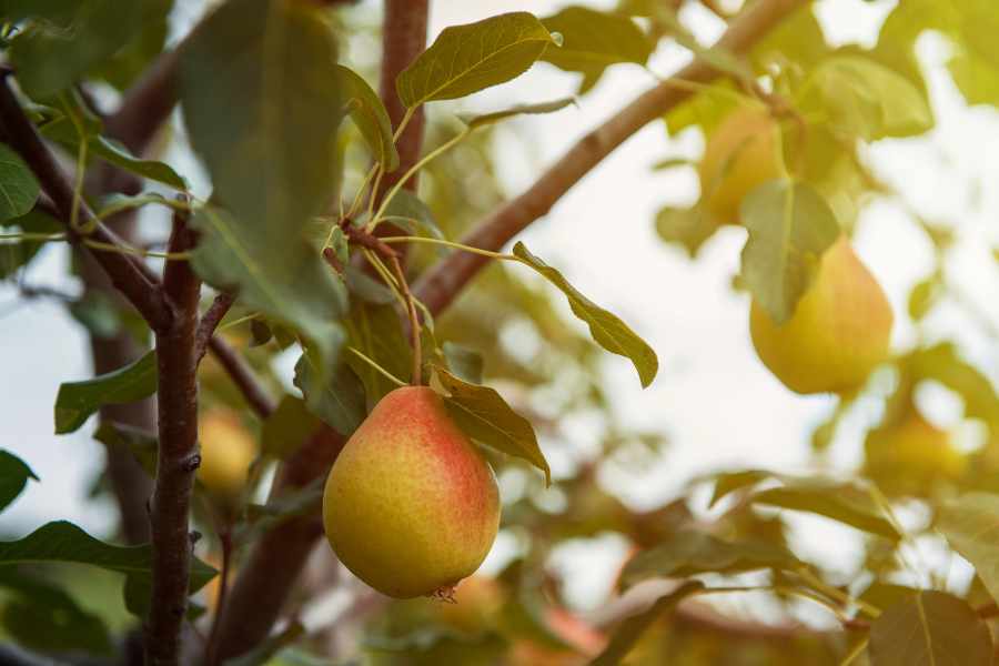 How to Prune a Pear Tree - The Ultimate Beginner's Guide