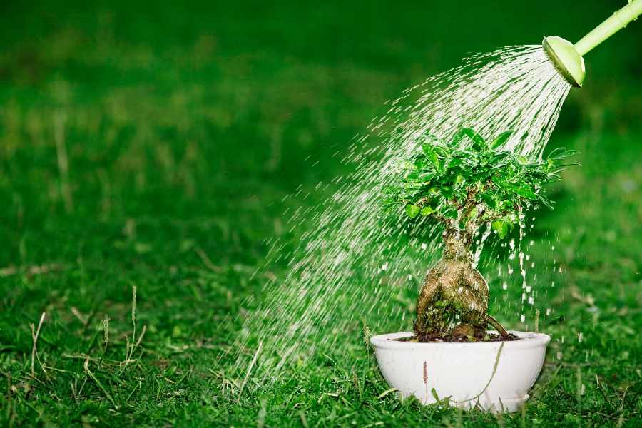 Care Tips & Techniques for Pine Bonsai in Summer