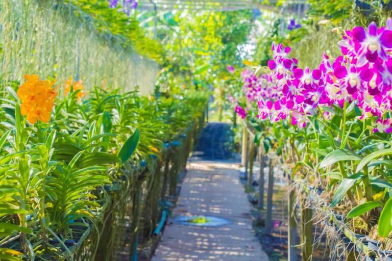 Reviving Rootless Orchids - The Astonishing Power of Water