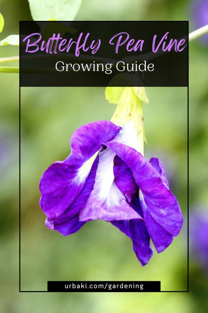 Growing Butterfly Pea Vine - Germination Secrets