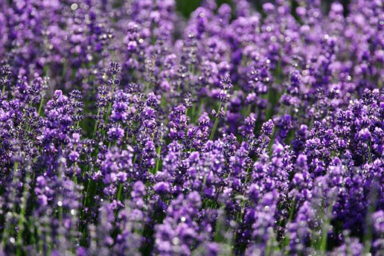 Garden Superheroes - Flowers that Repel Pests & Nourish Plants