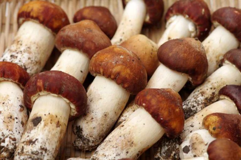 Exploring the World of the Rarest Edible Mushrooms