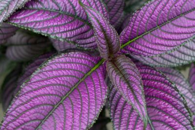 Create a Stunning Garden with Vibrant Purple Plants